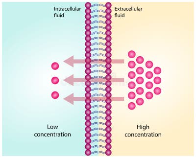 Passive Transport. Simple Diffusion and Facilitated Diffusion through a ...