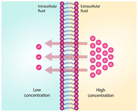 Passive Transport. Simple Diffusion and Facilitated Diffusion through a ...