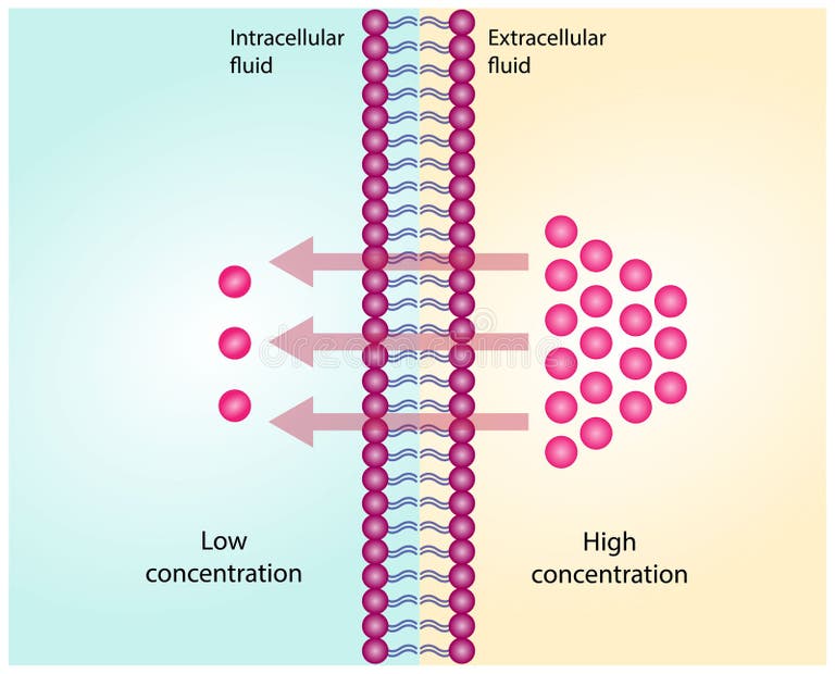 Passive Transport. Simple Diffusion and Facilitated Diffusion through a ...