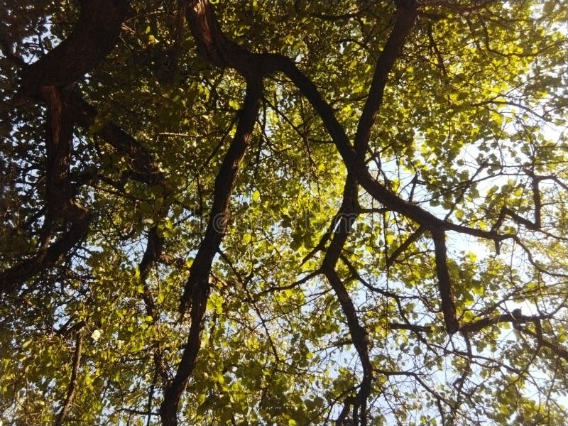 Simple dimple pop it stock image. Image of dimple, trees - 224544249