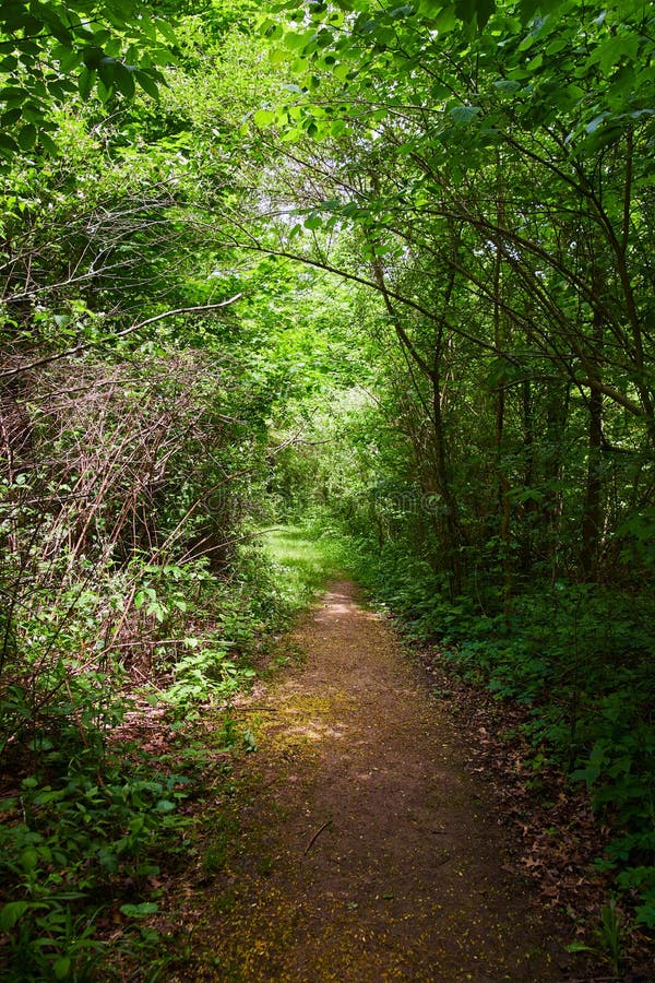 Simple Dirt Trail Leading through the Woods Stock Image - Image of ...