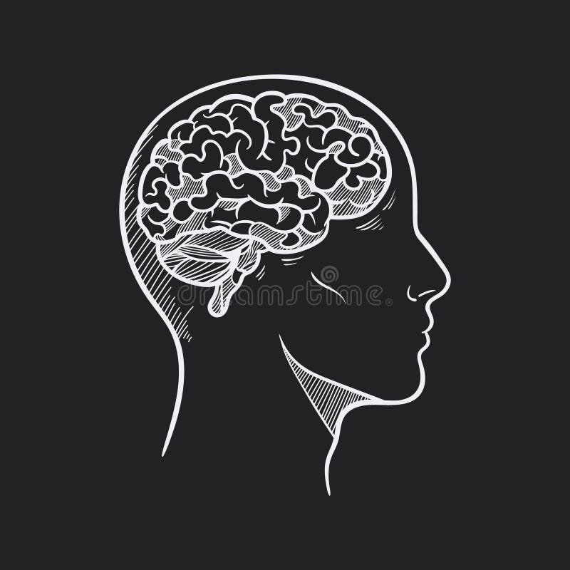 Human Head Profile With Brain