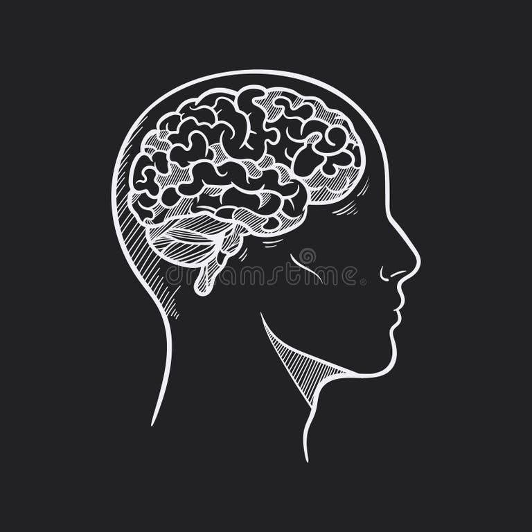 Simple Drawing of the Human Brain within a Head Stock Vector - Illustration of anatomical ...