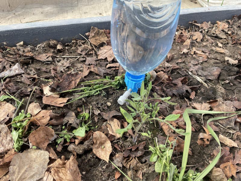 Simple Drip Irrigation System Using Plastic Bottles in Greenhouse Stock ...
