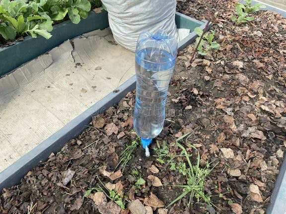 Simple Drip Irrigation System Using Plastic Bottles in Greenhouse Stock ...