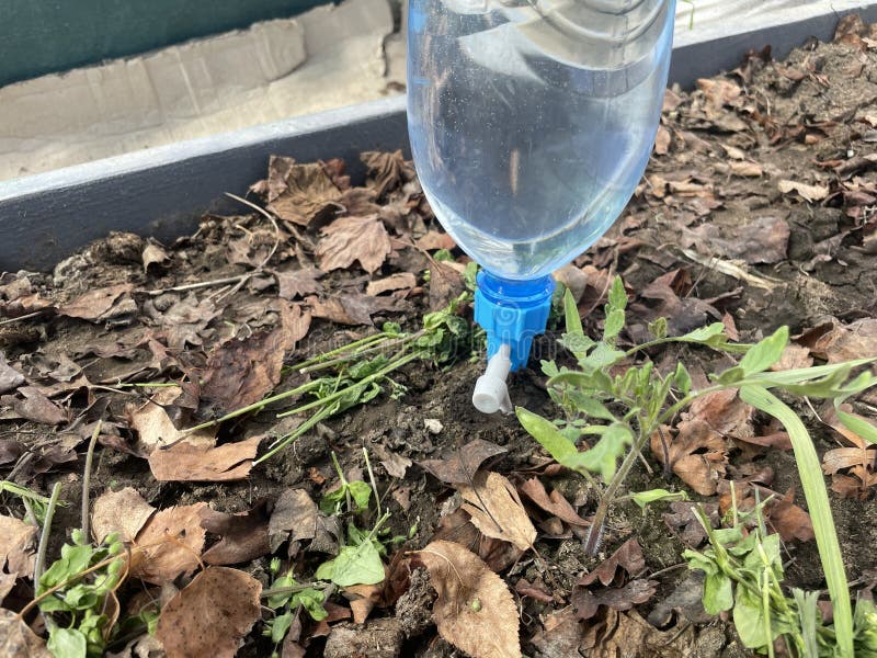 Homemade Drip Irrigation System with a Recycled Plastic Bottle and ...