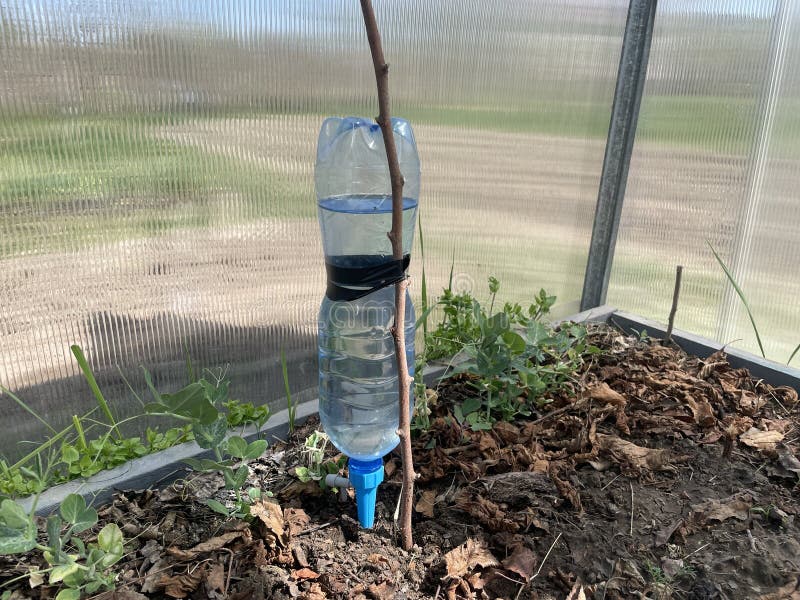 Homemade Drip Irrigation System with a Recycled Plastic Bottle and ...