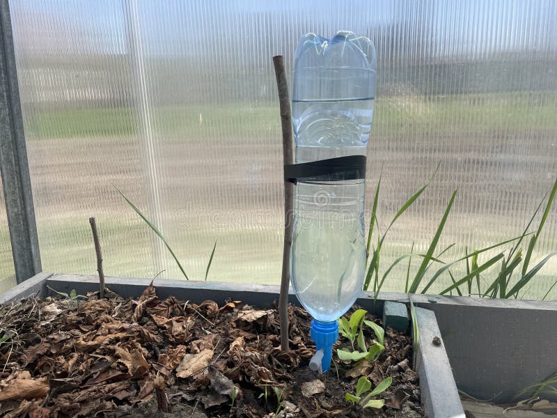 Simple Drip Irrigation System Using Plastic Bottles in Greenhouse Stock ...