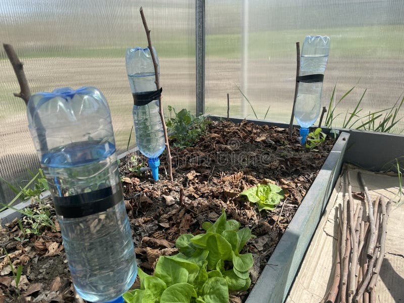 Simple Drip Irrigation System Using Plastic Bottles in Greenhouse Stock ...
