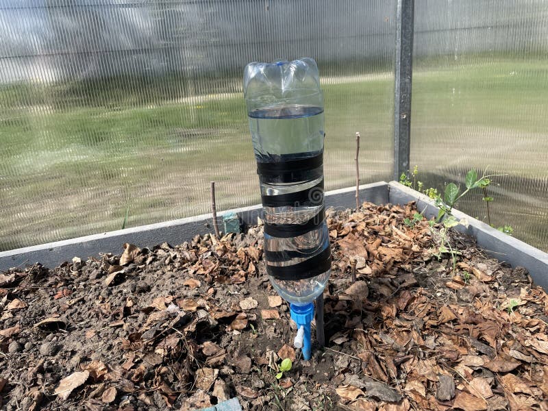 Simple Drip Irrigation System Using Plastic Bottles in Greenhouse Stock ...