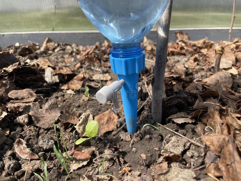 Simple Drip Irrigation System Using Plastic Bottles in Greenhouse Stock ...