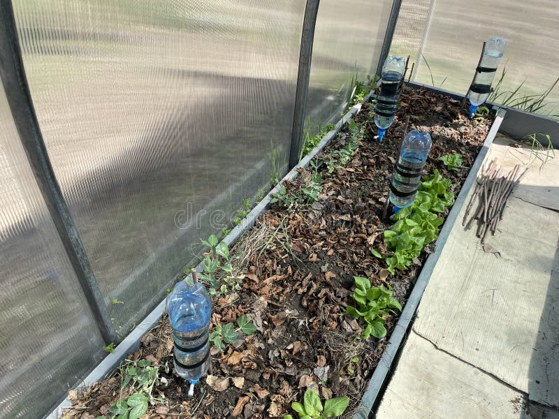 Simple Drip Irrigation System Using Plastic Bottles in Greenhouse Stock ...