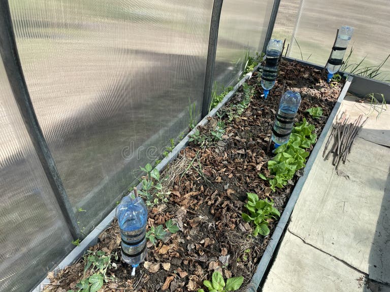 Simple Drip Irrigation System Using Plastic Bottles in Greenhouse Stock ...