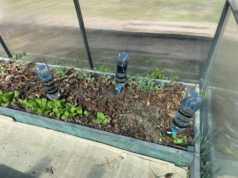 Simple Drip Irrigation System Using Plastic Bottles in Greenhouse Stock ...