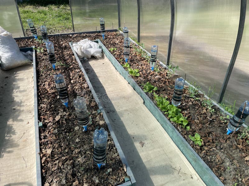 Simple Drip Irrigation System Using Plastic Bottles in Greenhouse Stock ...