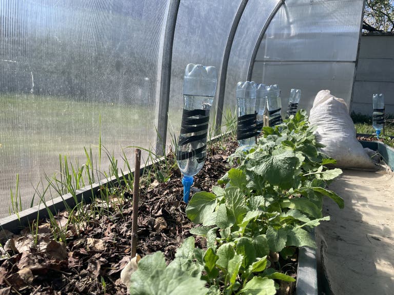 Simple Drip Irrigation System Using Plastic Bottles in Greenhouse Stock ...