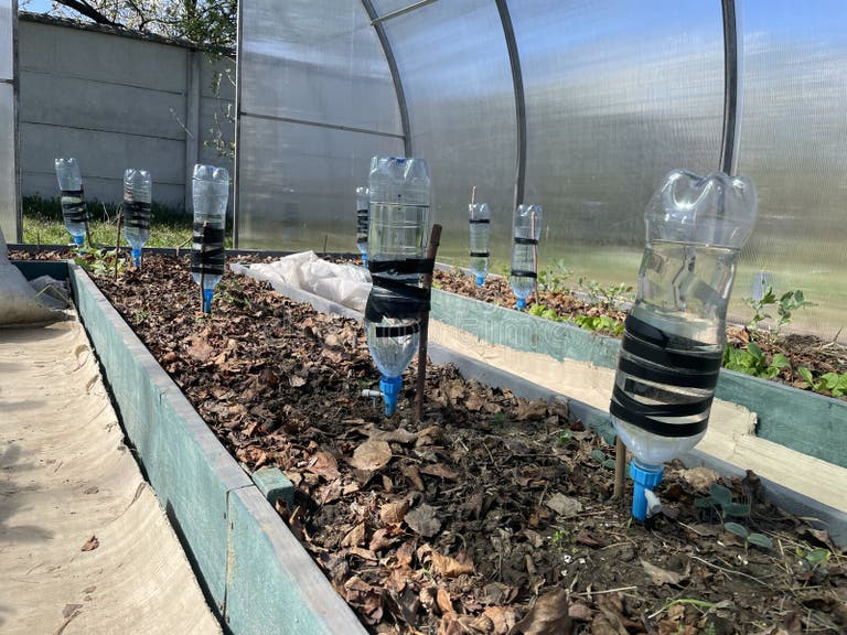 Simple Drip Irrigation System Using Plastic Bottles in Greenhouse Stock ...