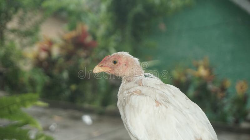 Simple Elegance: the Beauty of White Chicken with Unique Charm Stock ...
