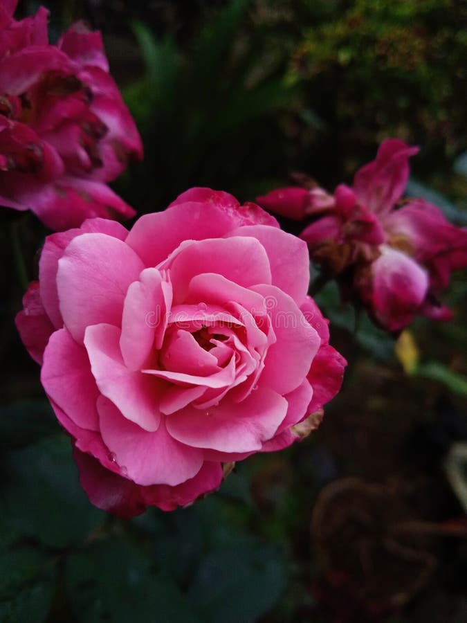 Simple Elegance: Pink Roses that Exude Beauty. Stock Image - Image of ...