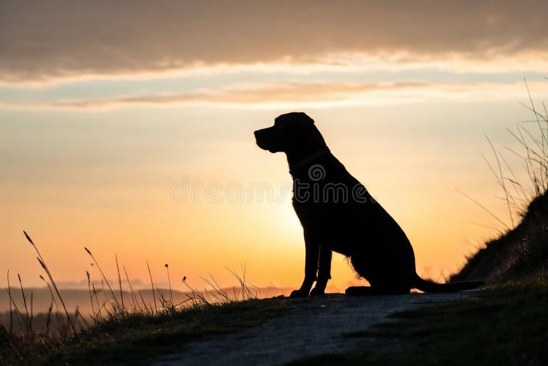 Dog Icon. Labrador Silhouette Sitting. Vector Iluustration Stock ...