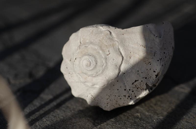 Simple Seashell on Gray Rock Stock Image - Image of shell, white: 147609437