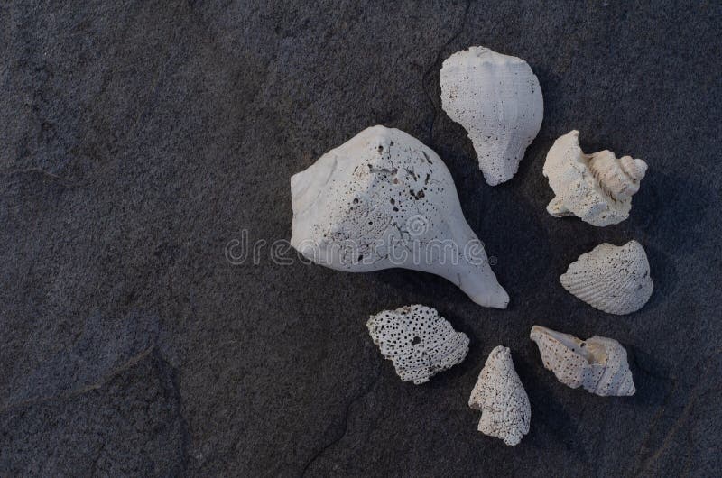 Seashell and Fragments on Gray Stone Stock Photo - Image of elements ...