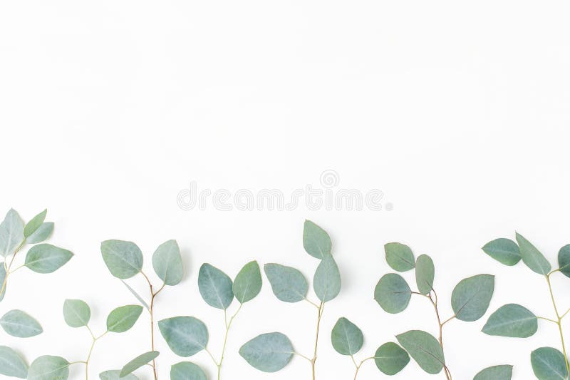 Simple Eucalyptus Pattern Background Stock Photo - Image of garden ...