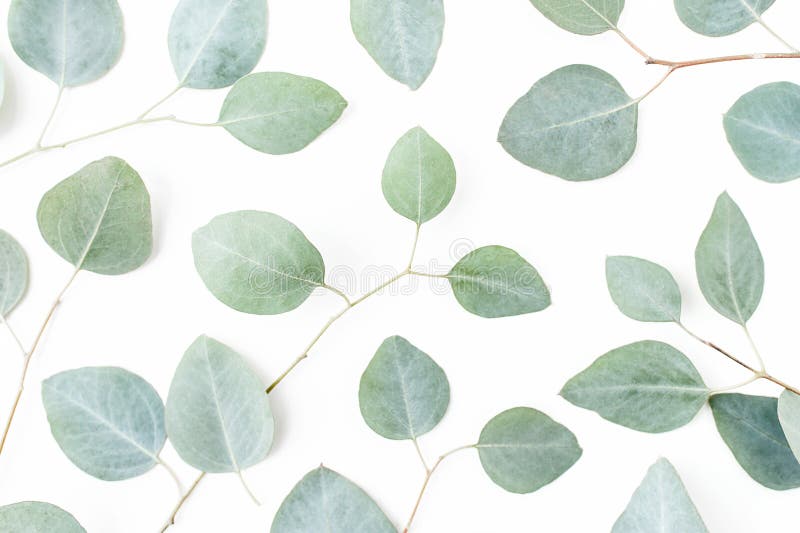 Simple Eucalyptus Pattern Background Stock Photo - Image of object ...