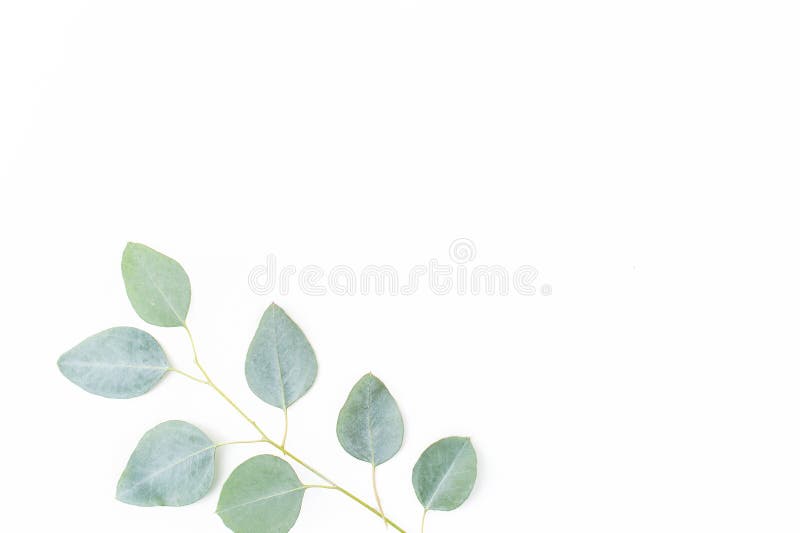 Simple Eucalyptus Pattern Background Stock Photo - Image of fresh ...