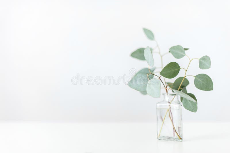 Simple Eucalyptus Pattern Background Stock Photo - Image of nature ...