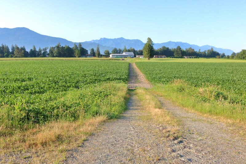 Simple Farm Dirt Road and Fields Stock Image - Image of outside ...