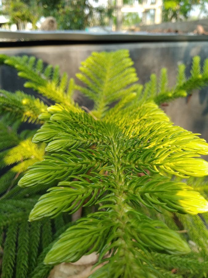 Tree stock image. Image of looking, simple, fine, tree - 125824279