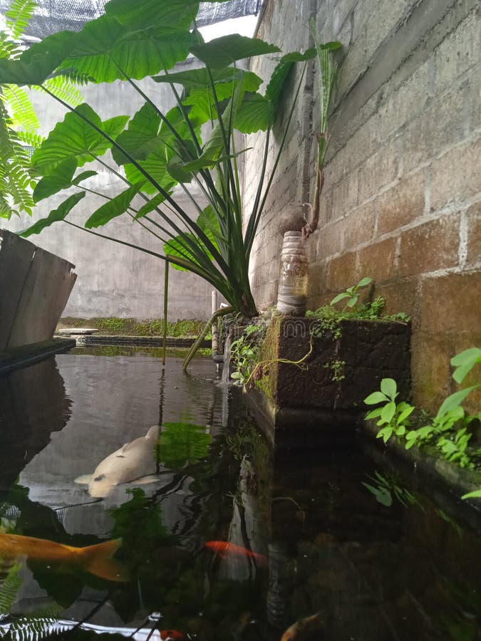 Simple Fish Pond at Home with Soothing Plants Stock Photo - Image of ...