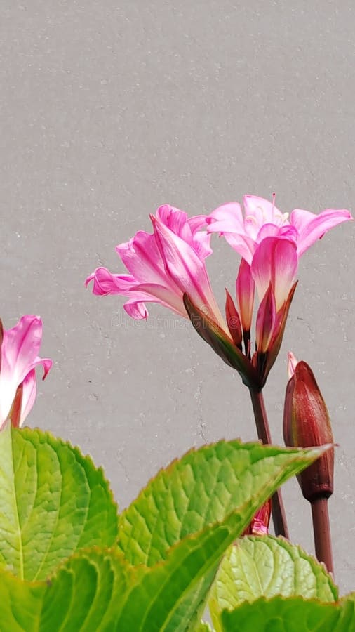 Simple flower stock photo. Image of beautiful, simple - 75112362