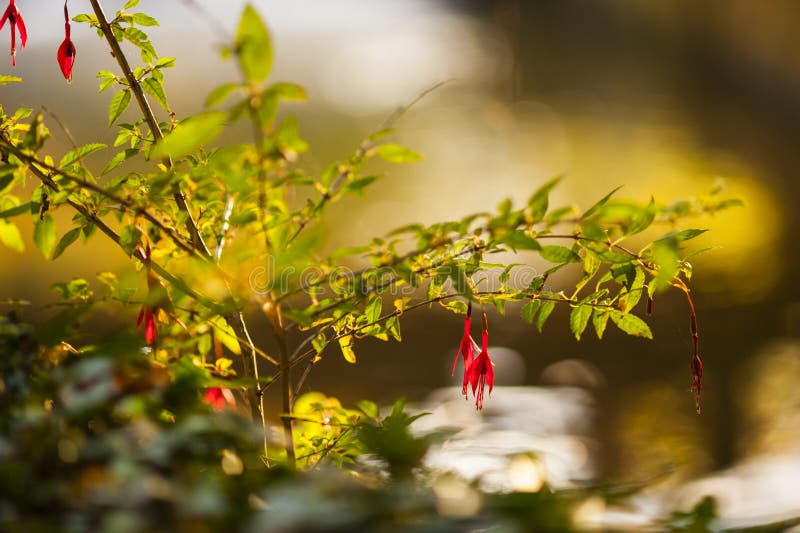 Simple Flower with Beautiful Side Sunlight Stock Photo - Image of ...