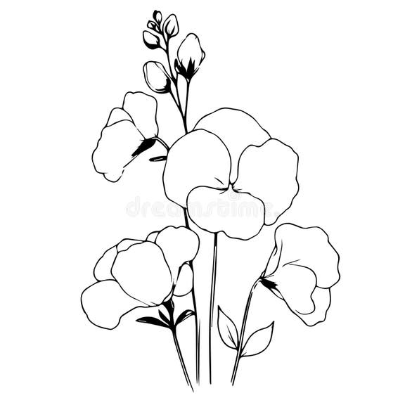 Garden Sweet Pea Flowers Stock Illustrations 958 Garden Sweet Pea Flowers Stock Illustrations