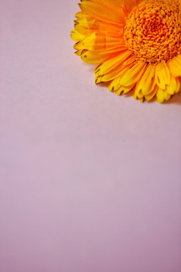 Simple flower stock photo. Image of petals, flower, simple - 109997214