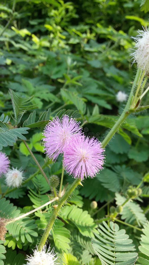 A simple flower stock image. Image of beautiful, simple - 98226053