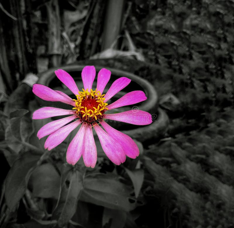 Simple Flower Illustration stock image. Image of flower - 171518293