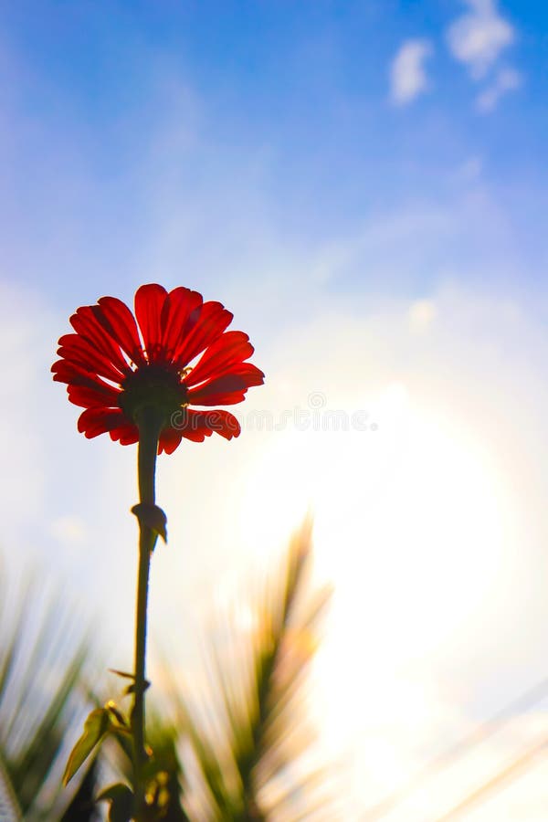 Simple Flower Shoot Stock Illustrations – 838 Simple Flower Shoot Stock ...