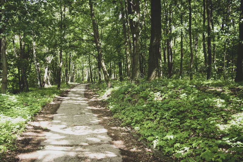 Simple Footpath in Forest with Trees and Green Leafs Stock Image ...