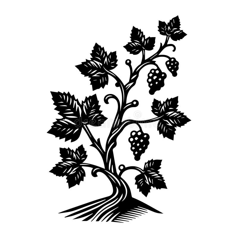 Grapevines Vector Icon Vintage Retro Logo Illustration Stock Vector ...