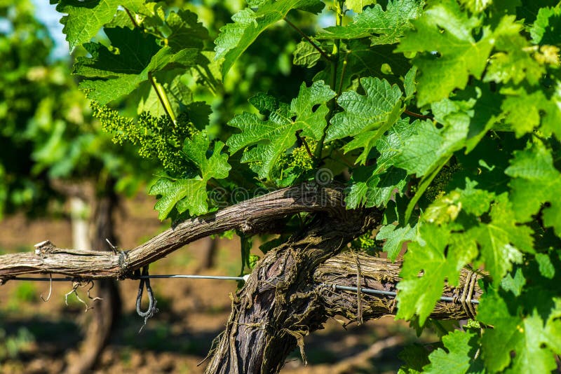 Simple Graphic Landscape of Grape Vines. Close-up Stock Photo - Image ...
