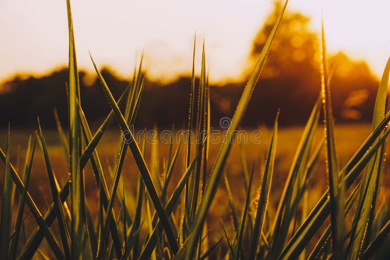 Simple grass stock image. Image of forest, meadow, field - 90200653