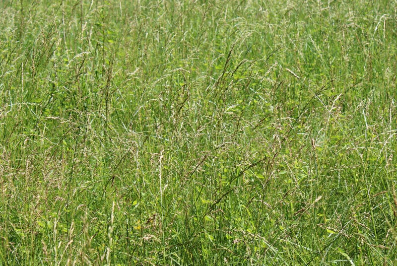 A Simple Grassy Field Background Stock Image - Image of growth, wild ...