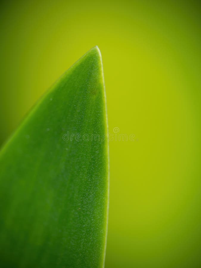 Simple Green Leaf Abstract Background. Narrow Depth of Field. Stock ...