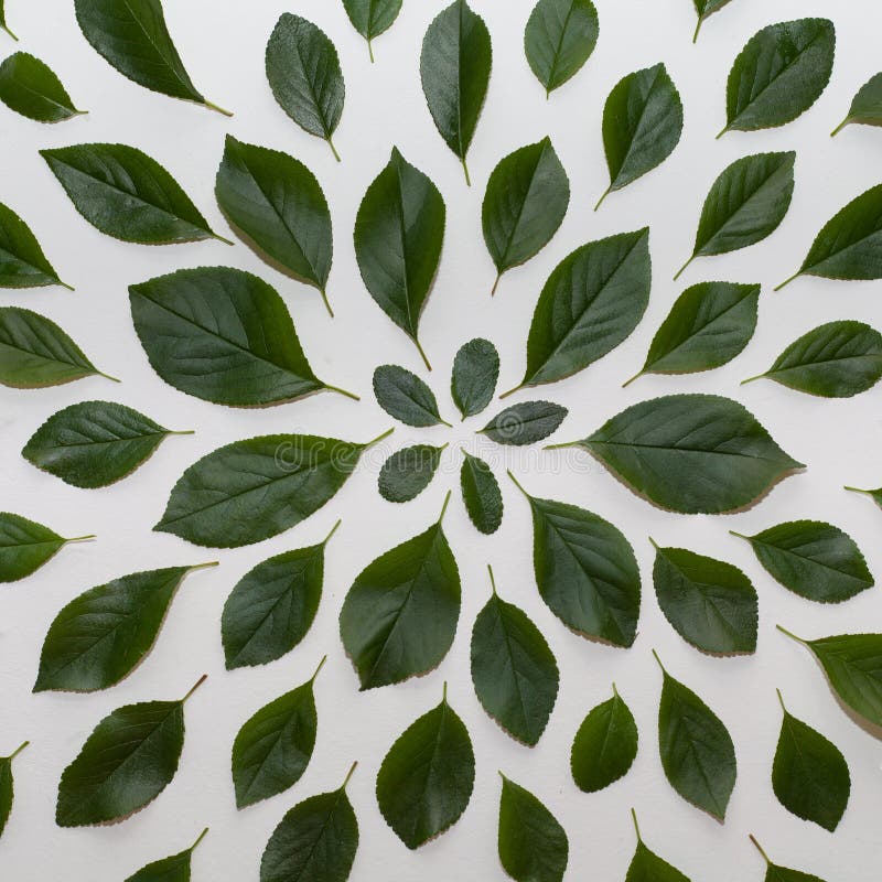 Simple Green Leaves on White Background. Flat Lay. Nature Concept Stock ...