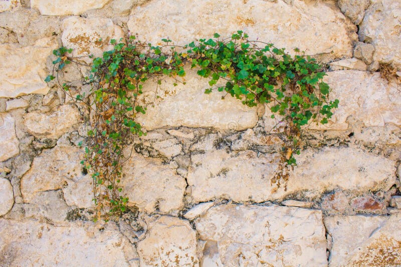 Simple Green Plant is Growing on Old Stone Wall Stock Image - Image of ...