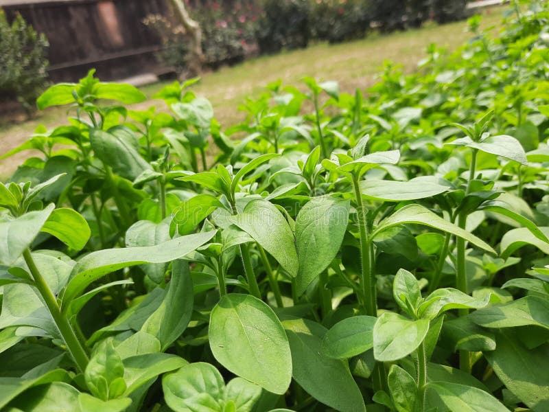 Simple Green Plants in the Sun. Stock Image - Image of agriculture ...