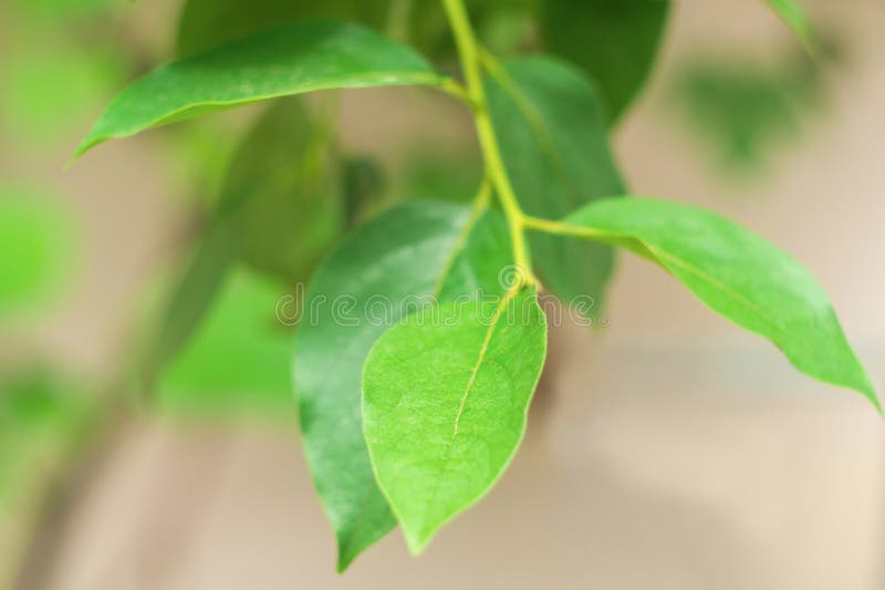 A Simple Green Tree Branch with Leaves Hanging from a Tree Against a ...
